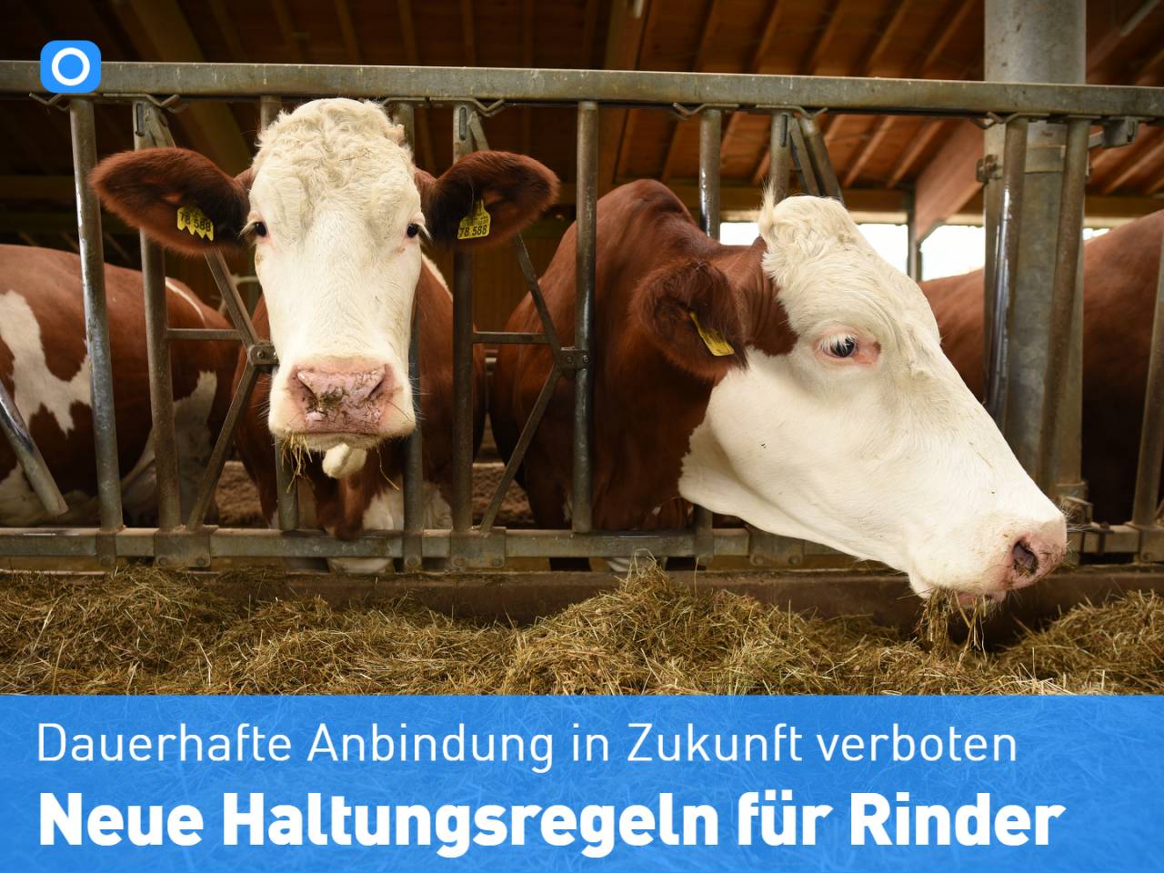 Dauerhafte Anbindung in Zukunft verboten: Neue Haltungsregeln für ...