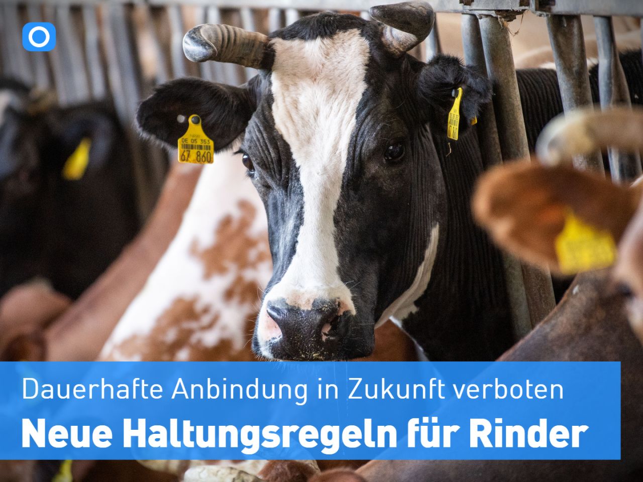 Dauerhafte Anbindung in Zukunft verboten: Neue Haltungsregeln für ...